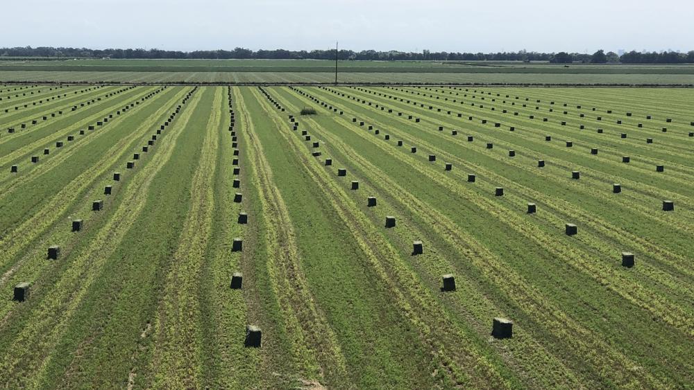 University of California Alfalfa & Forages