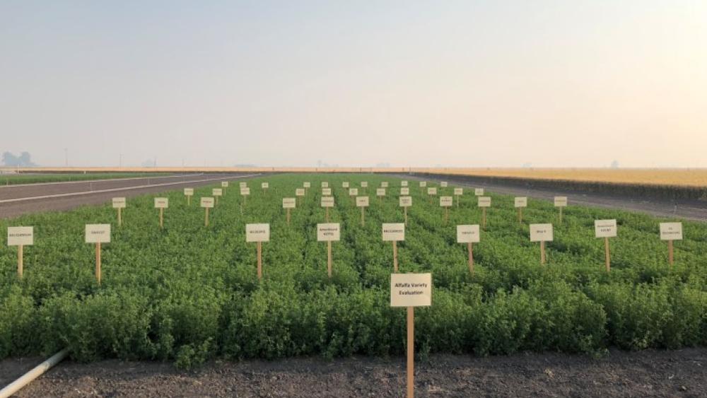 University of California Alfalfa & Forages