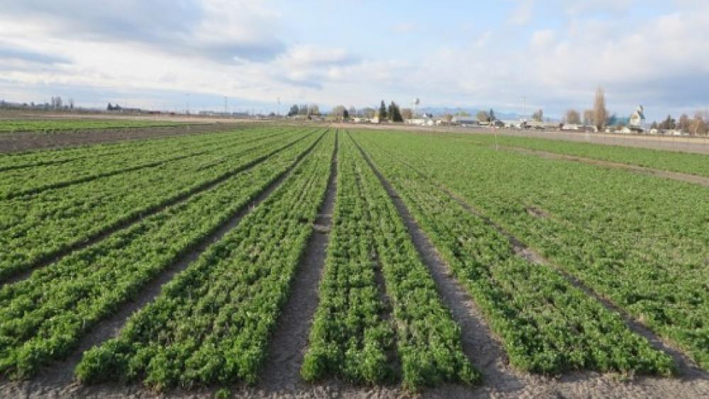 University of California Alfalfa & Forages