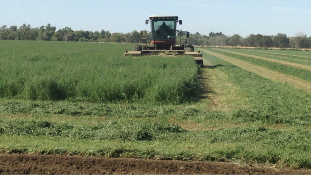 University of California Alfalfa & Forages